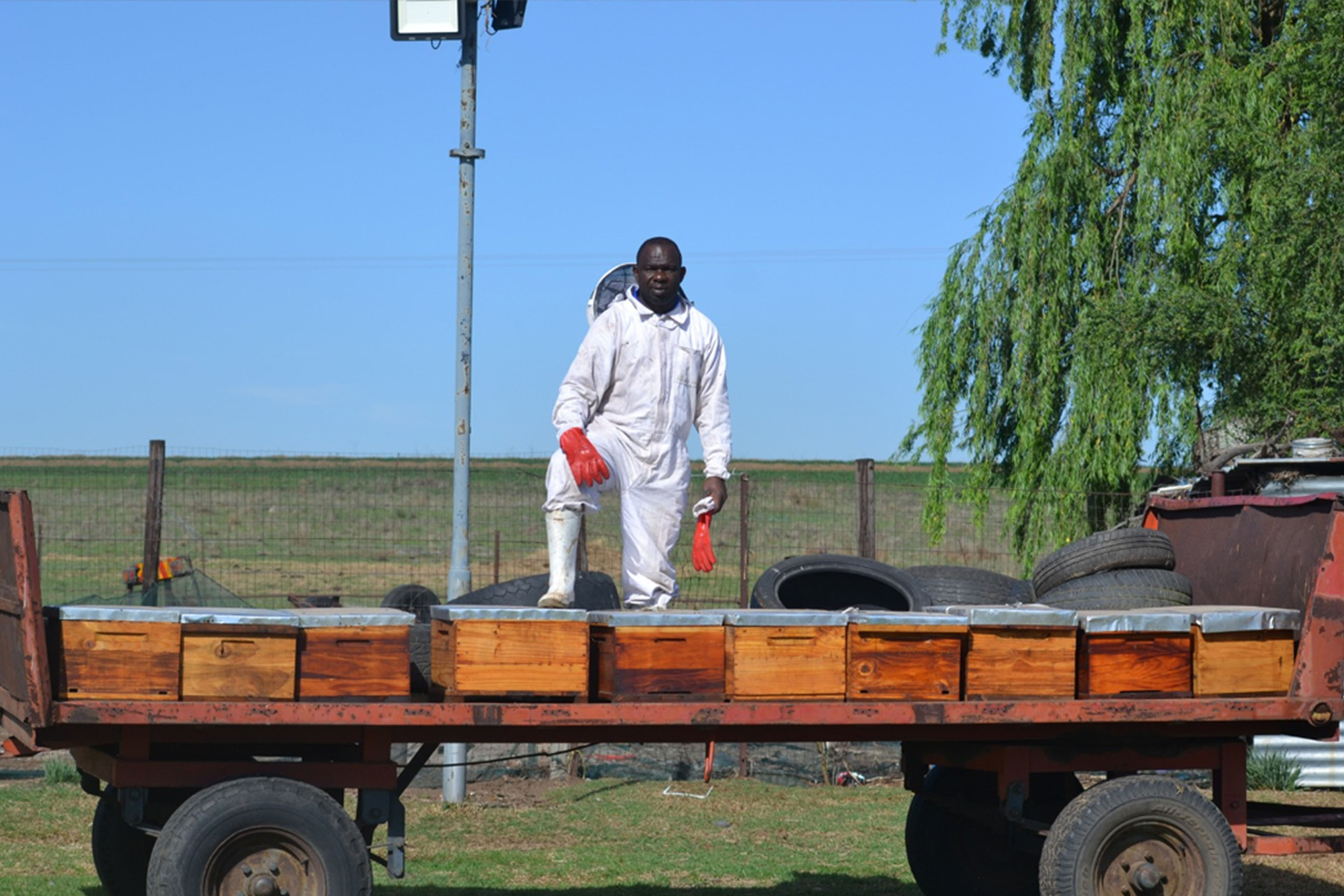 Aaron Bee Removals | Professional & Eco-Friendly Bee Removal in Gauteng